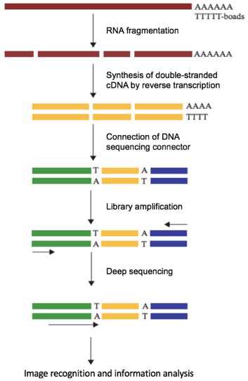 RNA-seq Profiling Service, Services - Epigenetics RNA-seq Profiling Service, Services - Epigenetics
