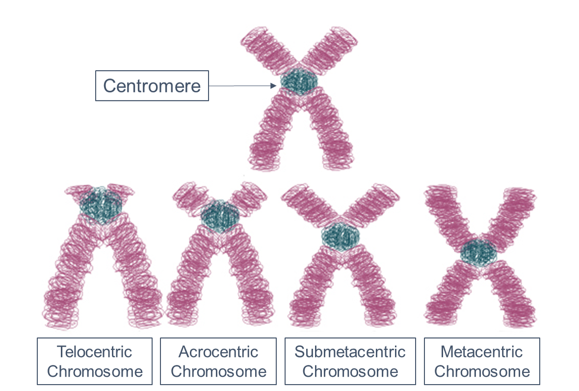 Centromere Proteins - Creative Biomart