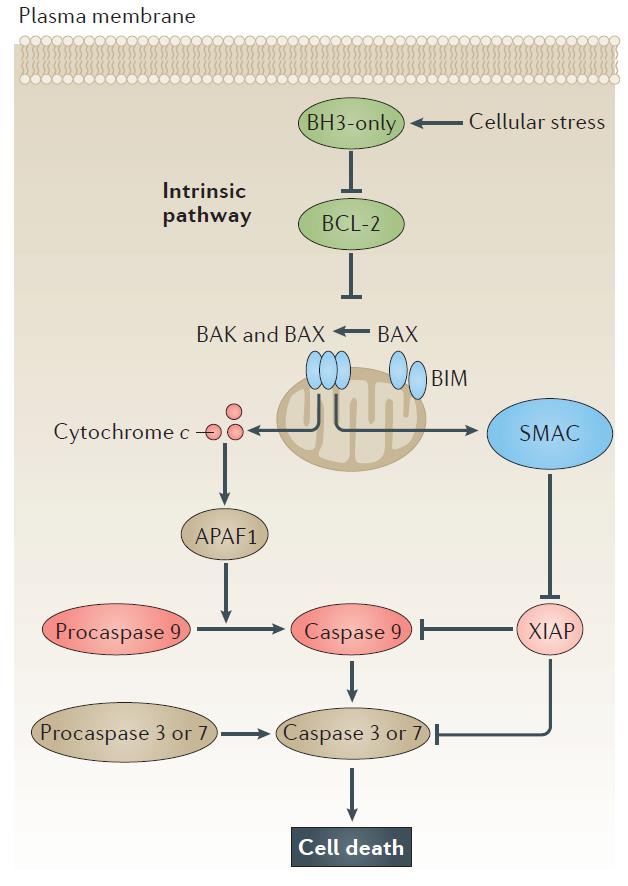 Bcl-2 Family Proteins - Creative Biomart Bcl-2 Family Proteins - Creative Biomart