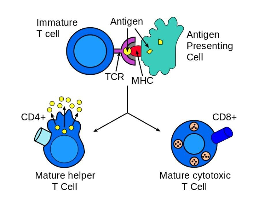 Proteins Known As Cd4 And Cd8 Are At Christopher Gathers Blog