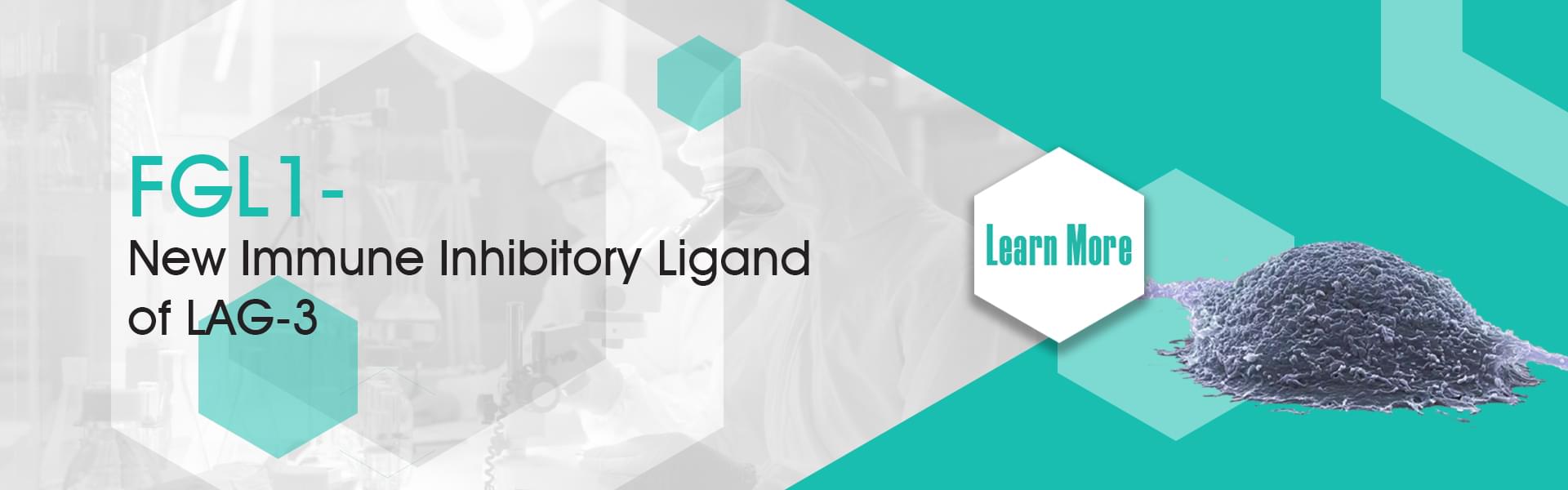 Creative BioMart - Recombinant Protein, Native Protein, GMP Protein And ...