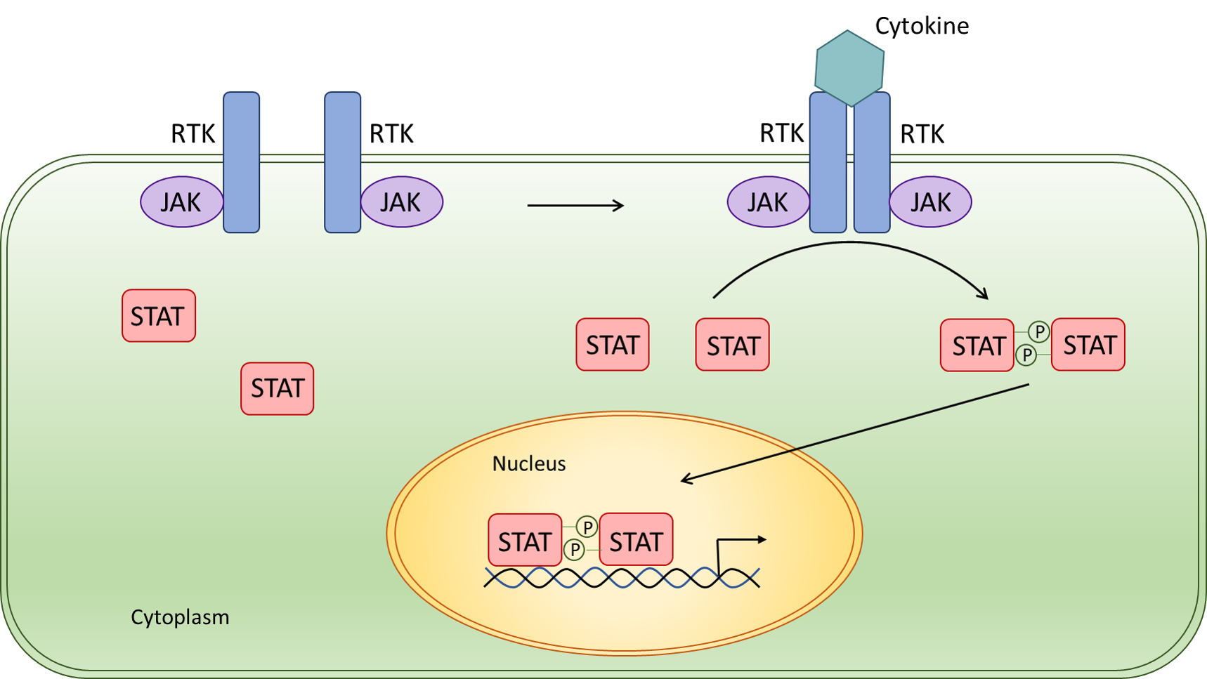 Jak Signaling Pathway Jak Signaling Pathway