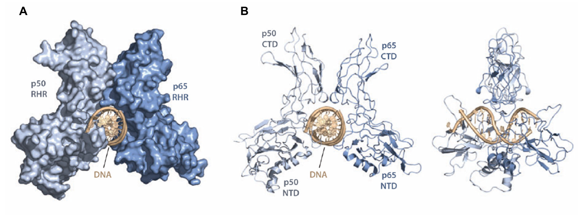 NF-κB Signal Pathway - Creative BioMart