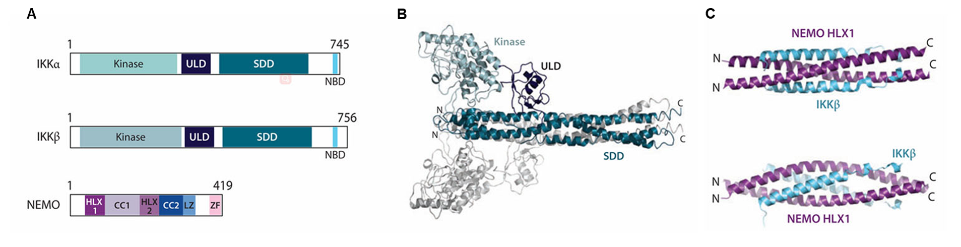 NF-κB Signal Pathway - Creative BioMart