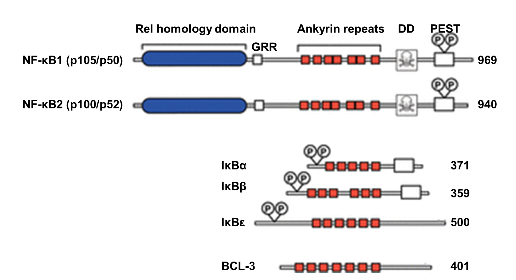NF-κB Signal Pathway - Creative BioMart