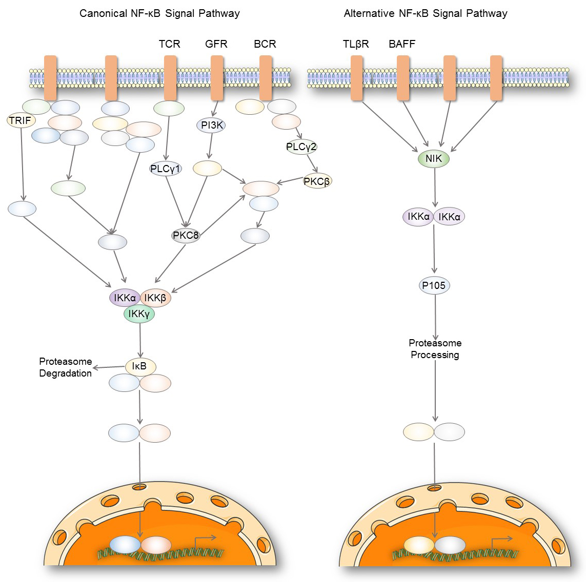 NF-κB Signal Pathway - Creative BioMart
