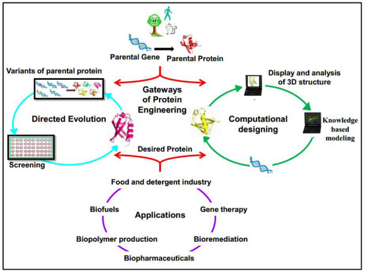 Protein Engineering Services - Creative BioMart Protein Engineering Services - Creative BioMart