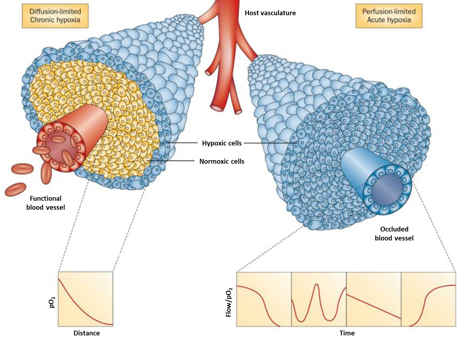 Response To Hypoxia Proteins - Creative Biomart Response To Hypoxia Proteins - Creative Biomart