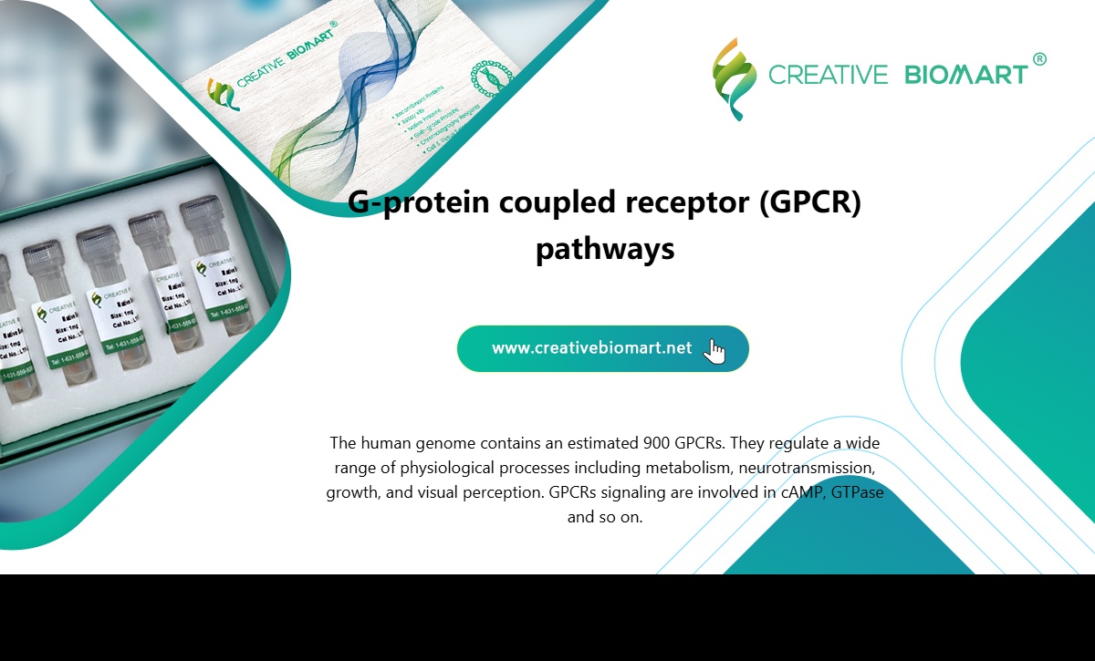 G-protein coupled receptor (GPCR) pathways - Creative BioMart