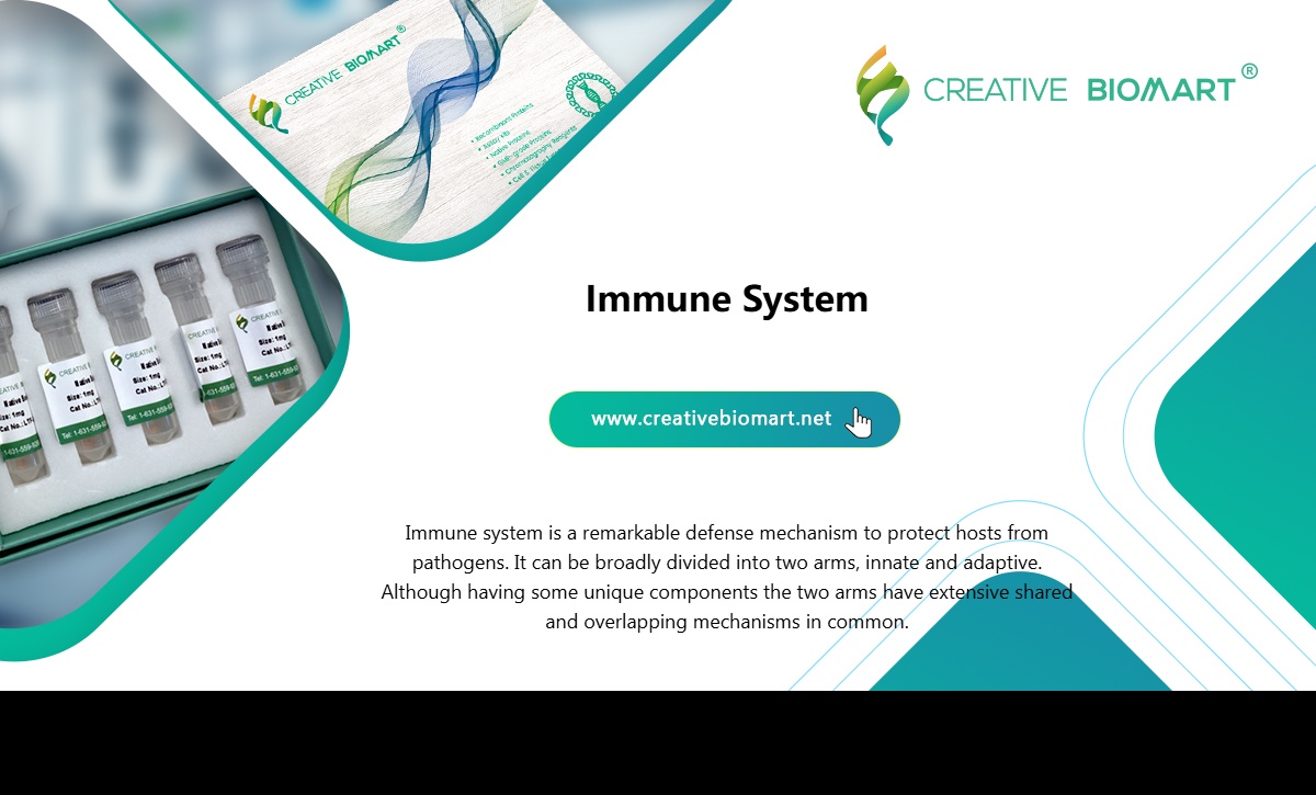 Immune System - Creative BioMart