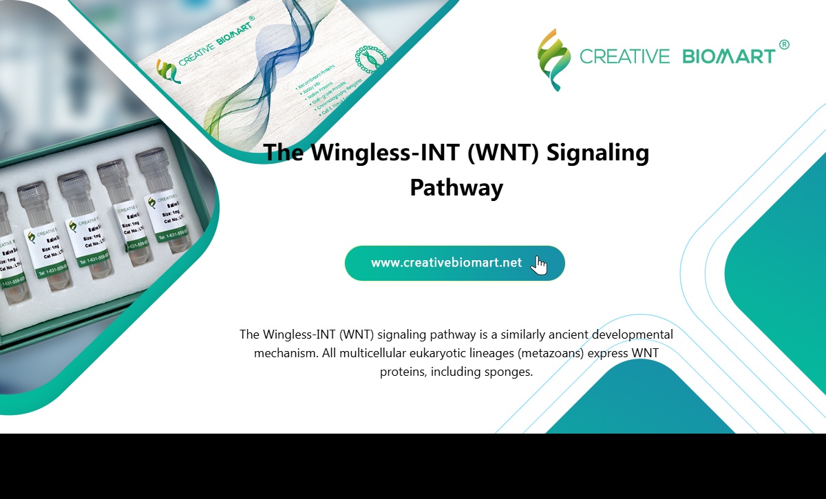 The Wingless-INT (WNT) Signaling Pathway - Creative BioMart
