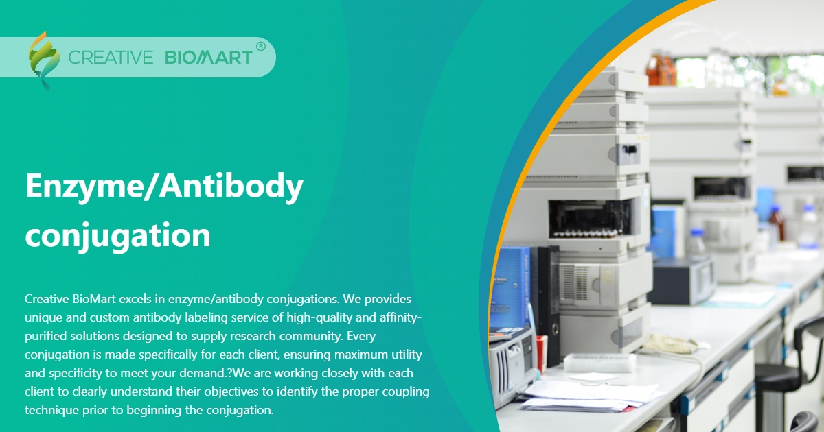 Enzyme/Antibody conjugation - Creative BioMart