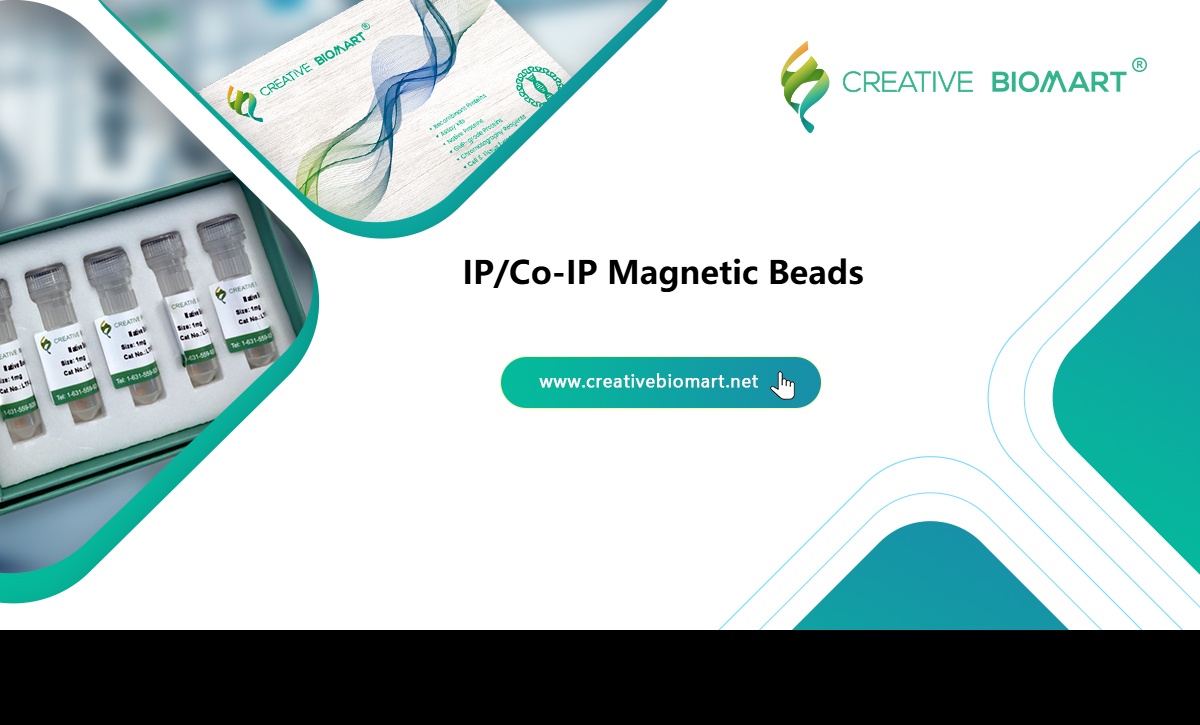 IP/Co-IP Magnetic Beads - Creative BioMart