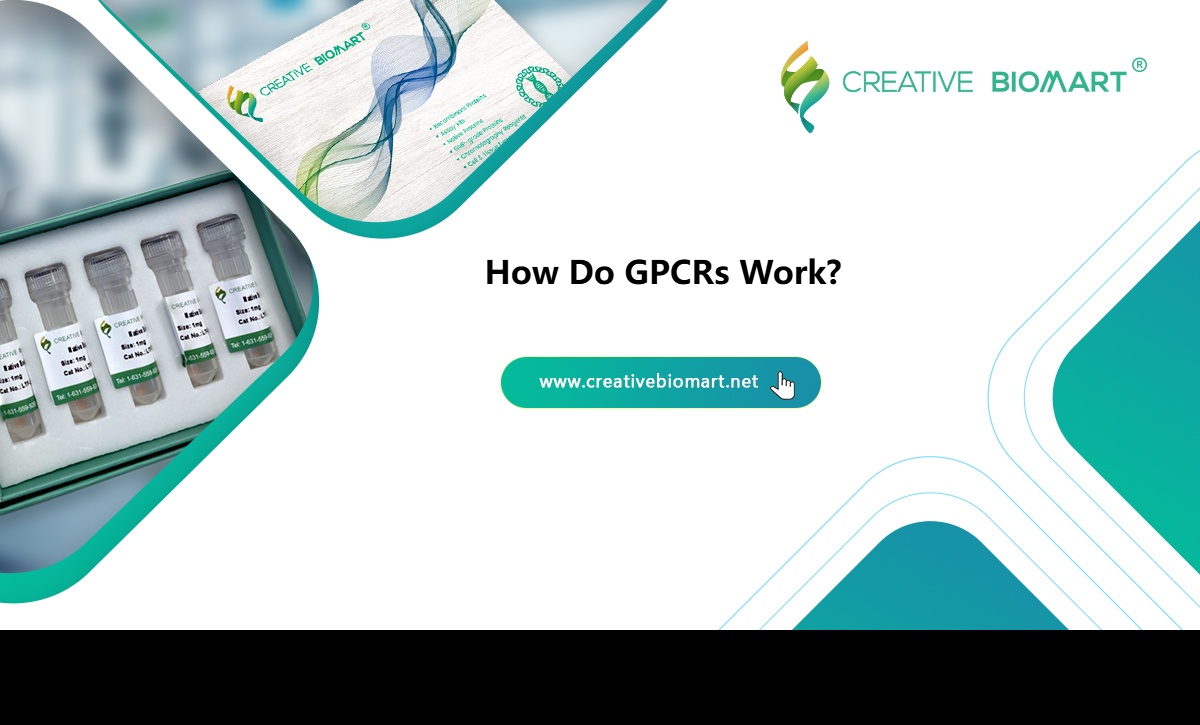 How Do GPCRs Work? - Creative BioMart