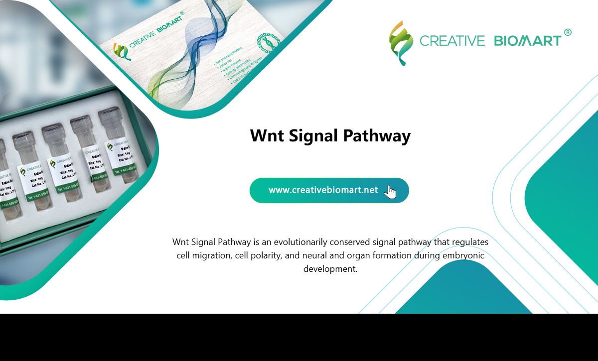 Wnt Signal Pathway - Creative BioMart
