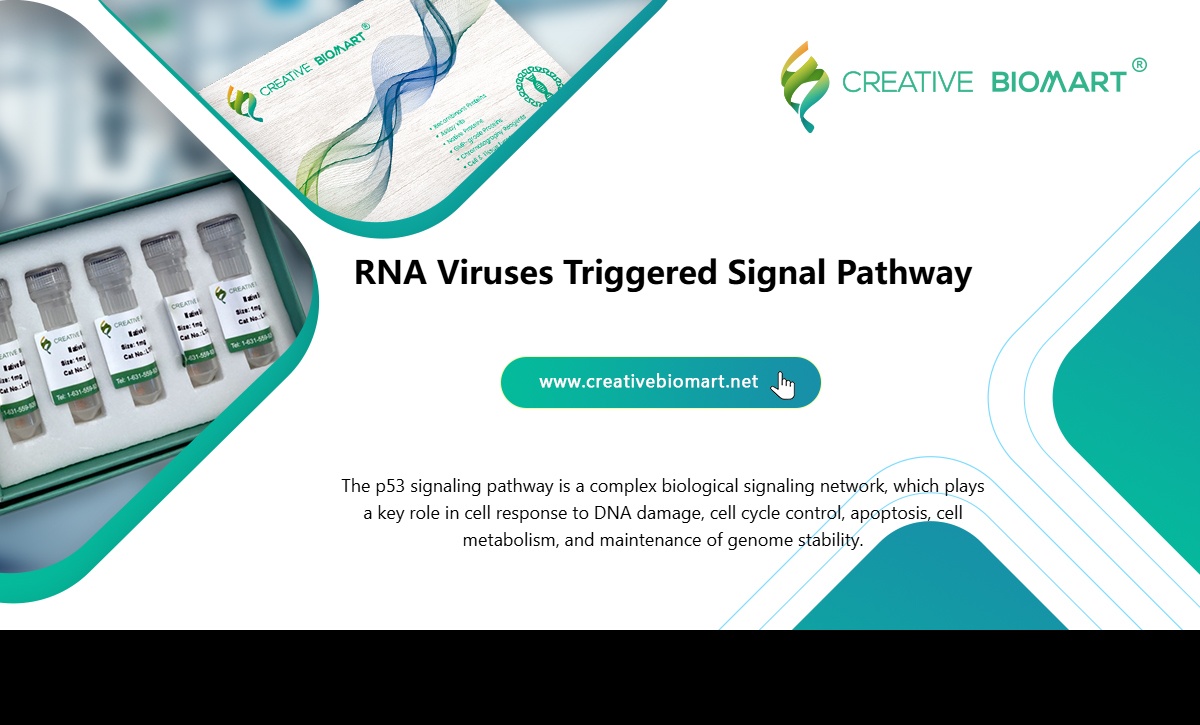 RNA Viruses Triggered Signal Pathway - Creative BioMart