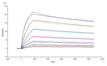 Recombinant Human CD3E protein, His-tagged CD3E-213H - Creative BioMart