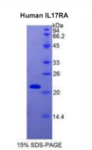 Recombinant Human IL17RA protein, His-tagged IL17RA-1741H - Creative ...