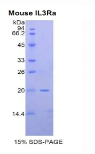 Recombinant Mouse Il3ra protein, His-tagged Il3ra-7058M - Creative BioMart