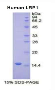 Recombinant Human LRP1 protein, His-tagged LRP1-5720H - Creative BioMart