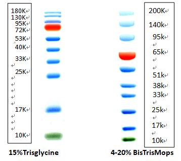 Prestained Color Protein Ladder PSC1065 - Creative BioMart