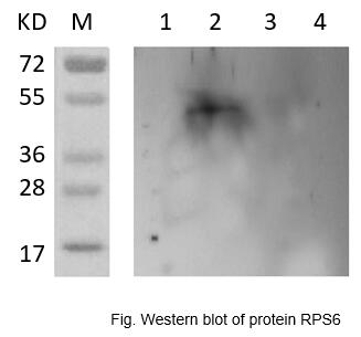 Recombinant RPS6 Protein, GST-tagged RPS6-171 - Creative BioMart