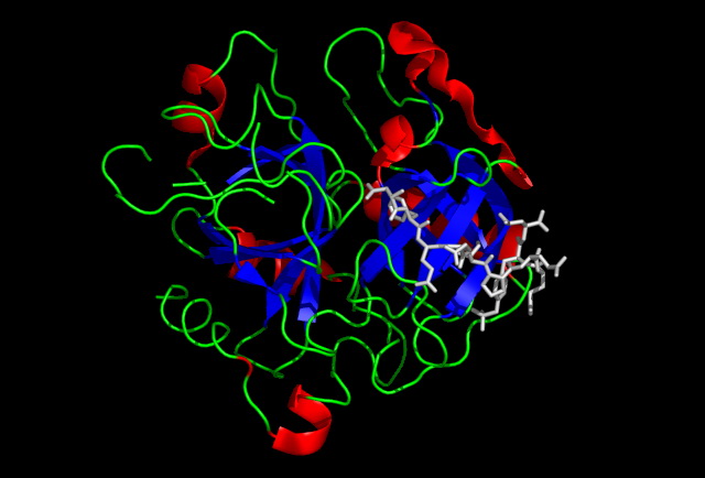 Native Human Coagulation Factor II (thrombin) F2-5285H - Creative BioMart